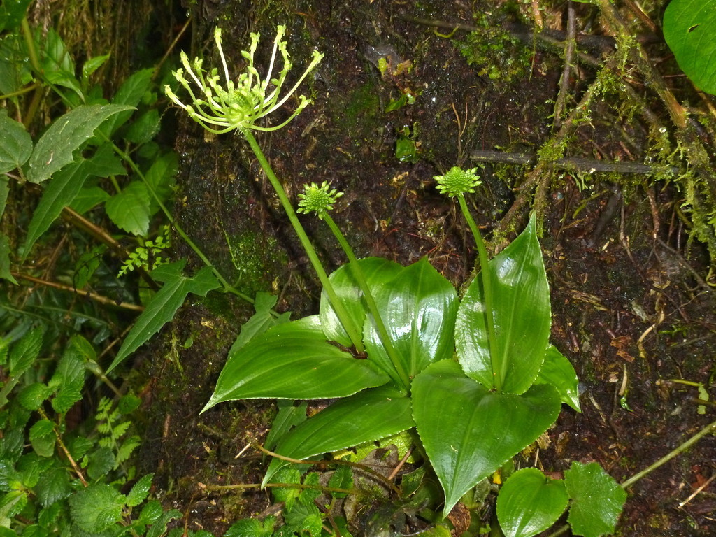 Adder's mouth (Orchidaceae (Orchid) of the Pacific Northwest) · iNaturalist