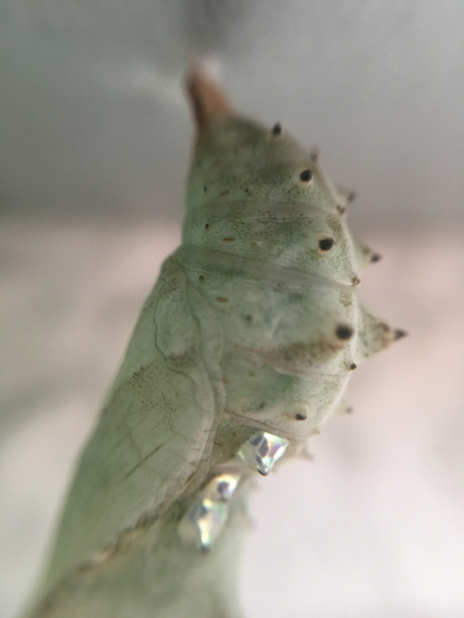 Nymphalis l-album j-album from 124 Ruby St, Winnipeg, MB, CA on June 20 ...