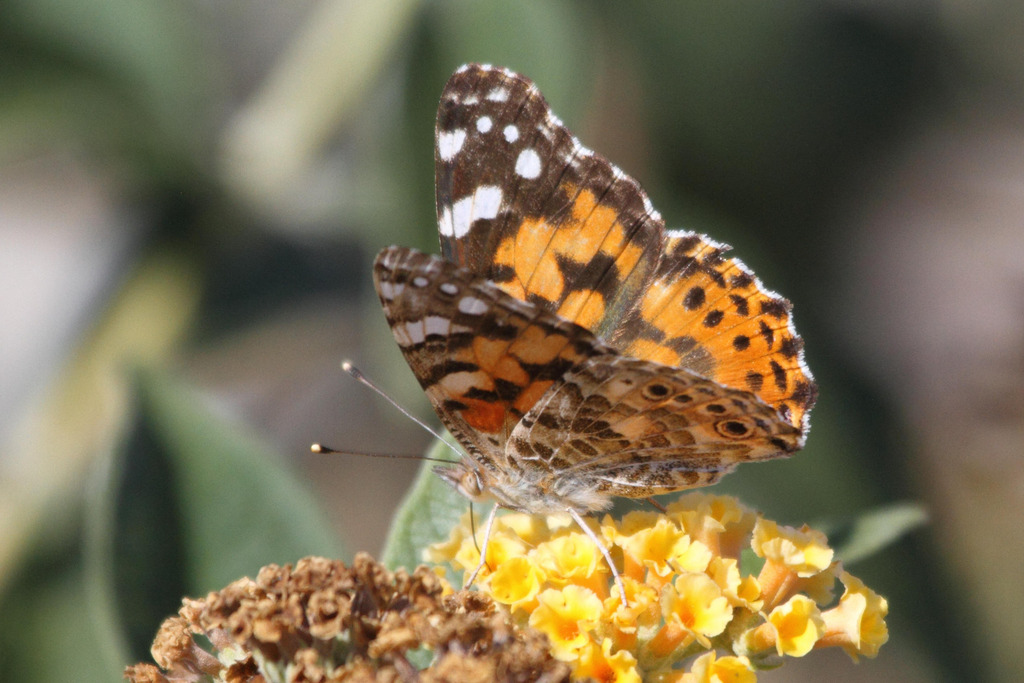 Painted Lady from Wilton, CA on October 30, 2012 by L Pittman · iNaturalist