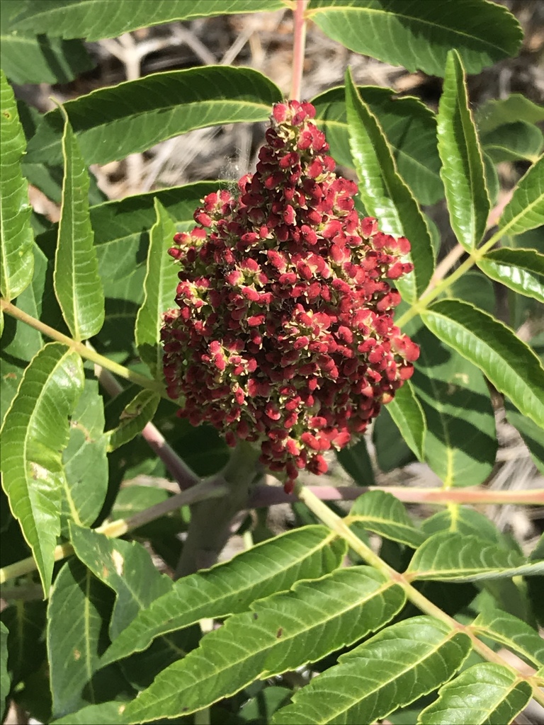 smooth sumac from Fort Supply, OK 73841, Fort Supply, OK, US on June 12 ...