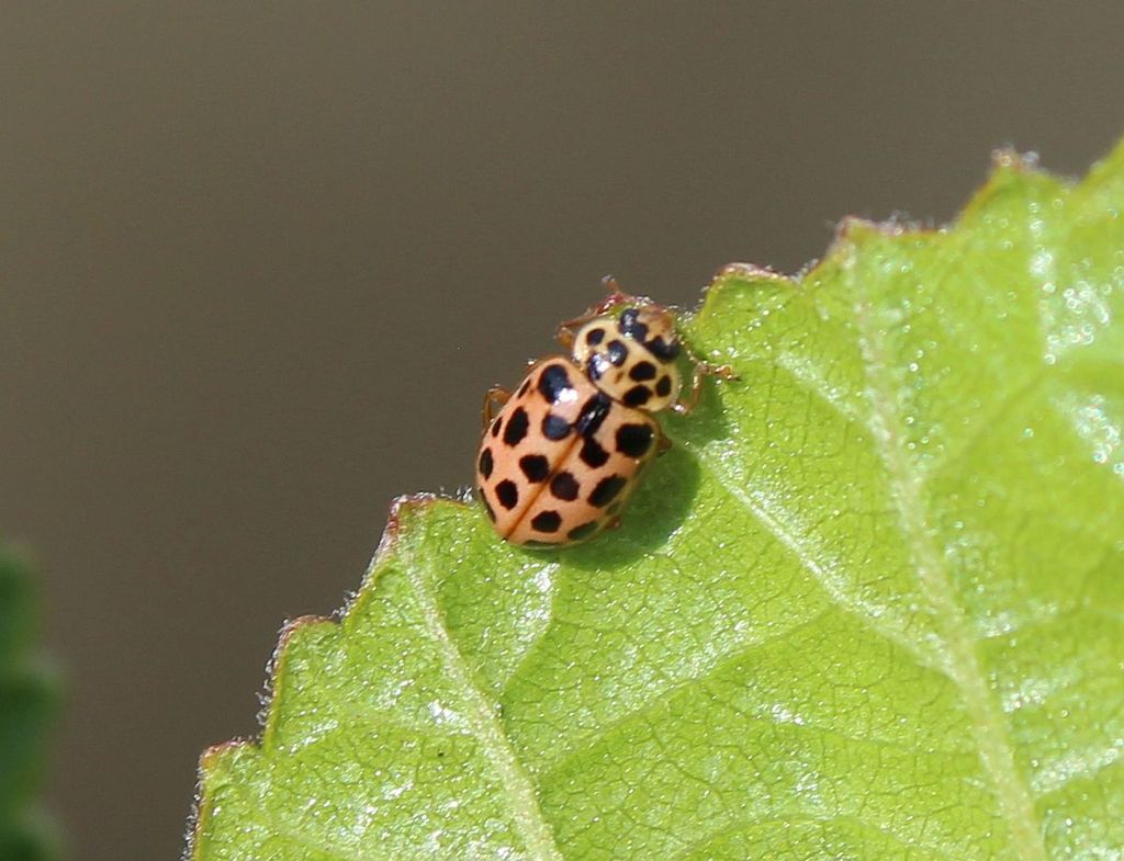 Water Ladybird from Croome, Worcestershire, UK on 08 May, 2022 at 02:09 ...