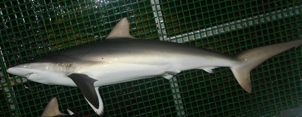 Silky Shark (Carcharhinus falciformis) - Marine Life Identification