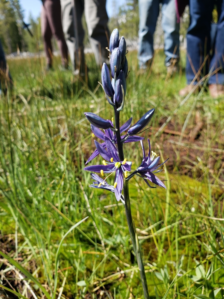 small camas from South Lake Tahoe, CA 96150, USA on May 07, 2022 at 10: ...