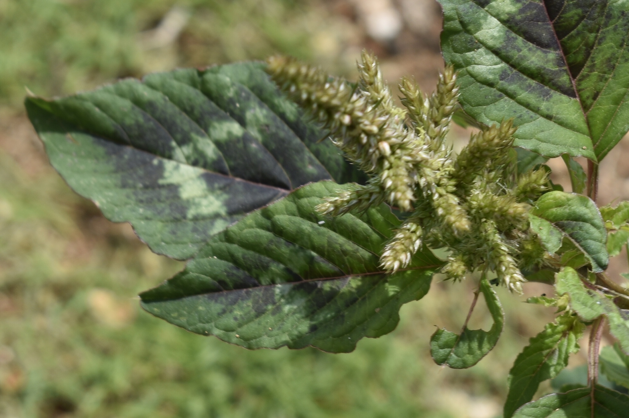 Amaranthus hybridus L.