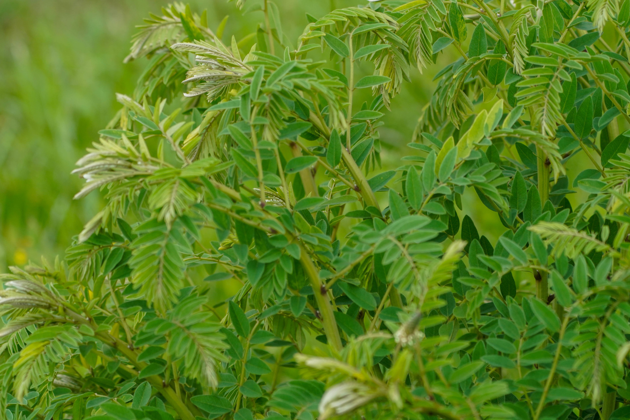 Sophora flavescens Aiton