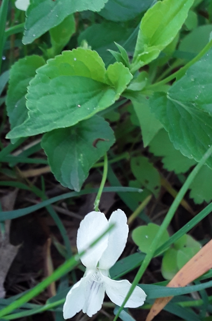 cream violet from New Augusta, IN 46278, États-Unis on May 08, 2022 at ...