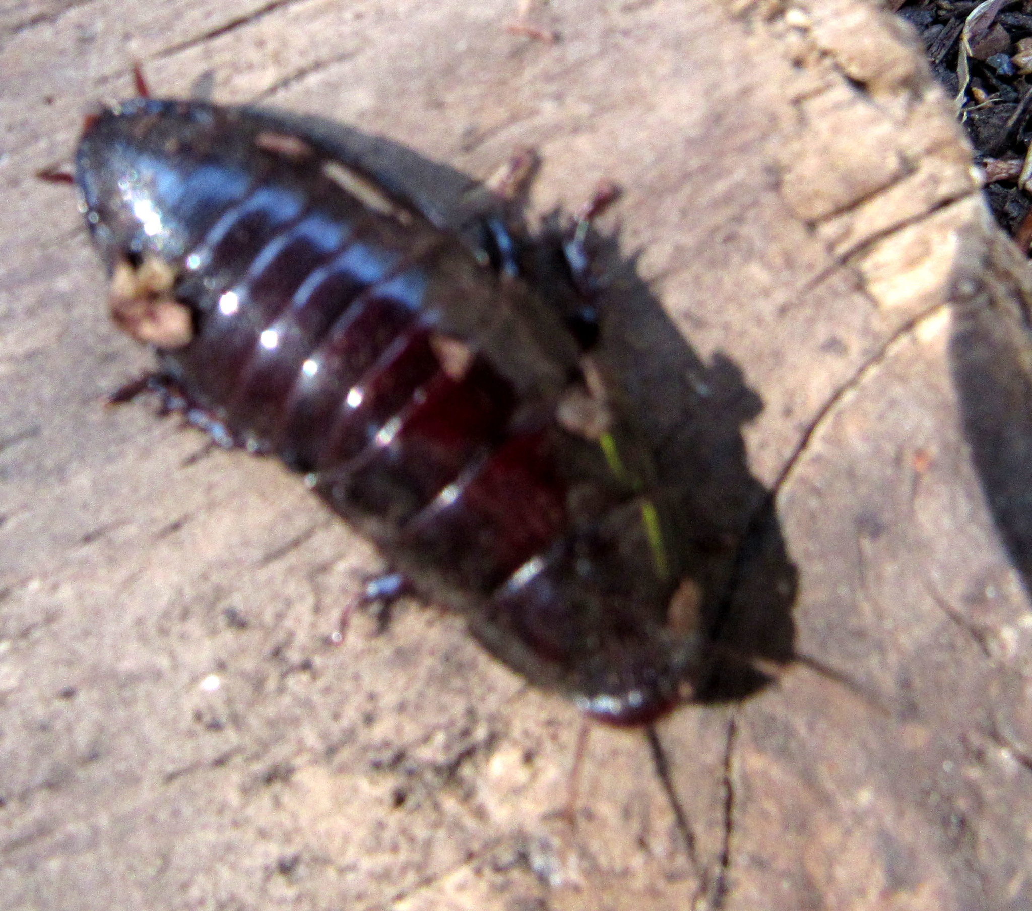 Cryptocercus clevelandi Byers, 1997