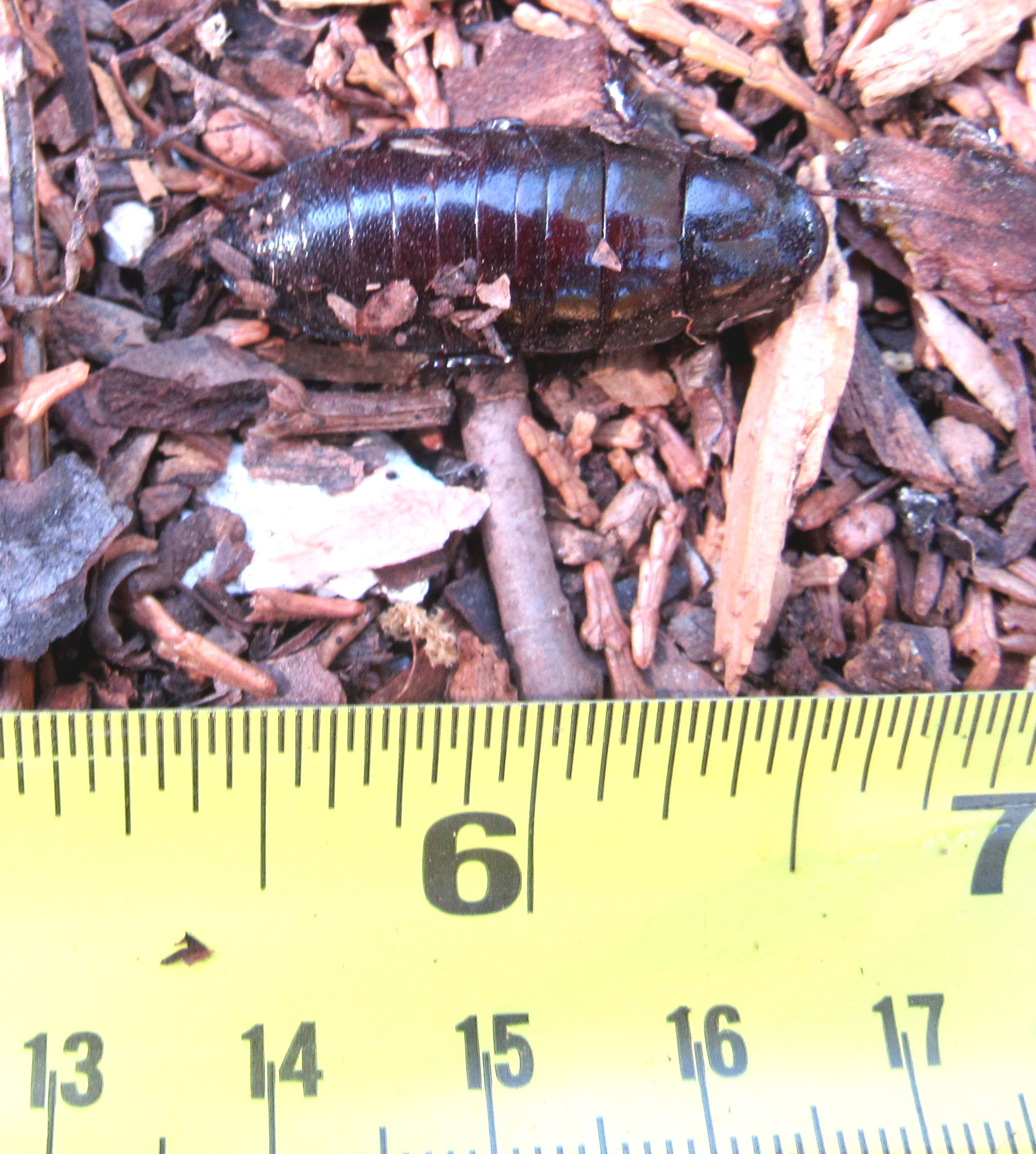 Cryptocercus clevelandi Byers, 1997