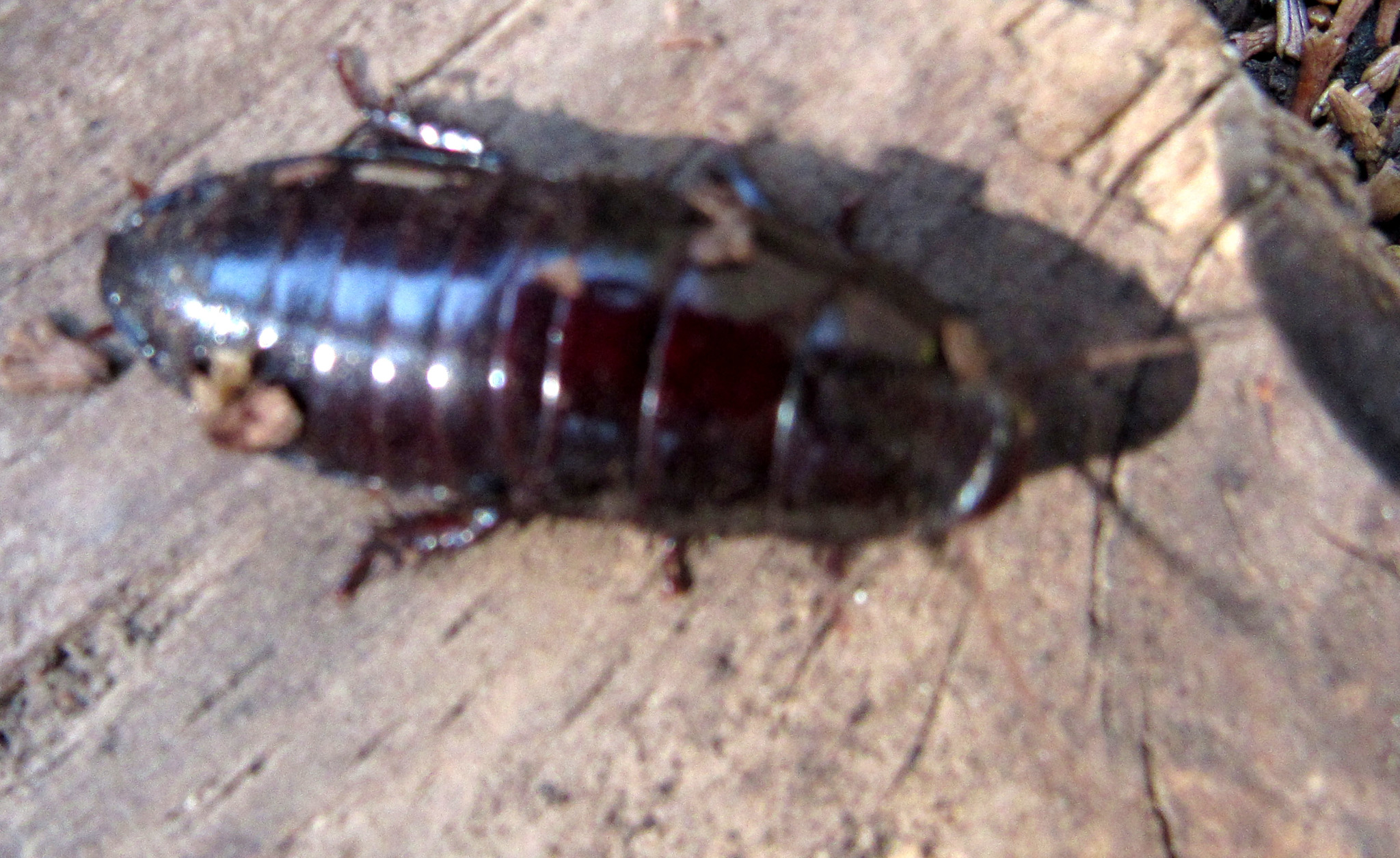Cryptocercus clevelandi Byers, 1997