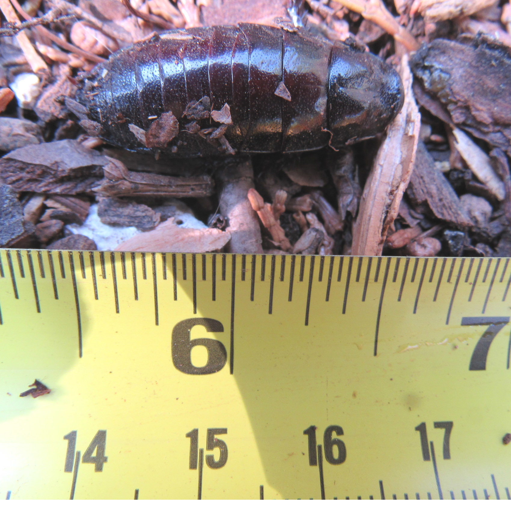 Cryptocercus clevelandi Byers, 1997