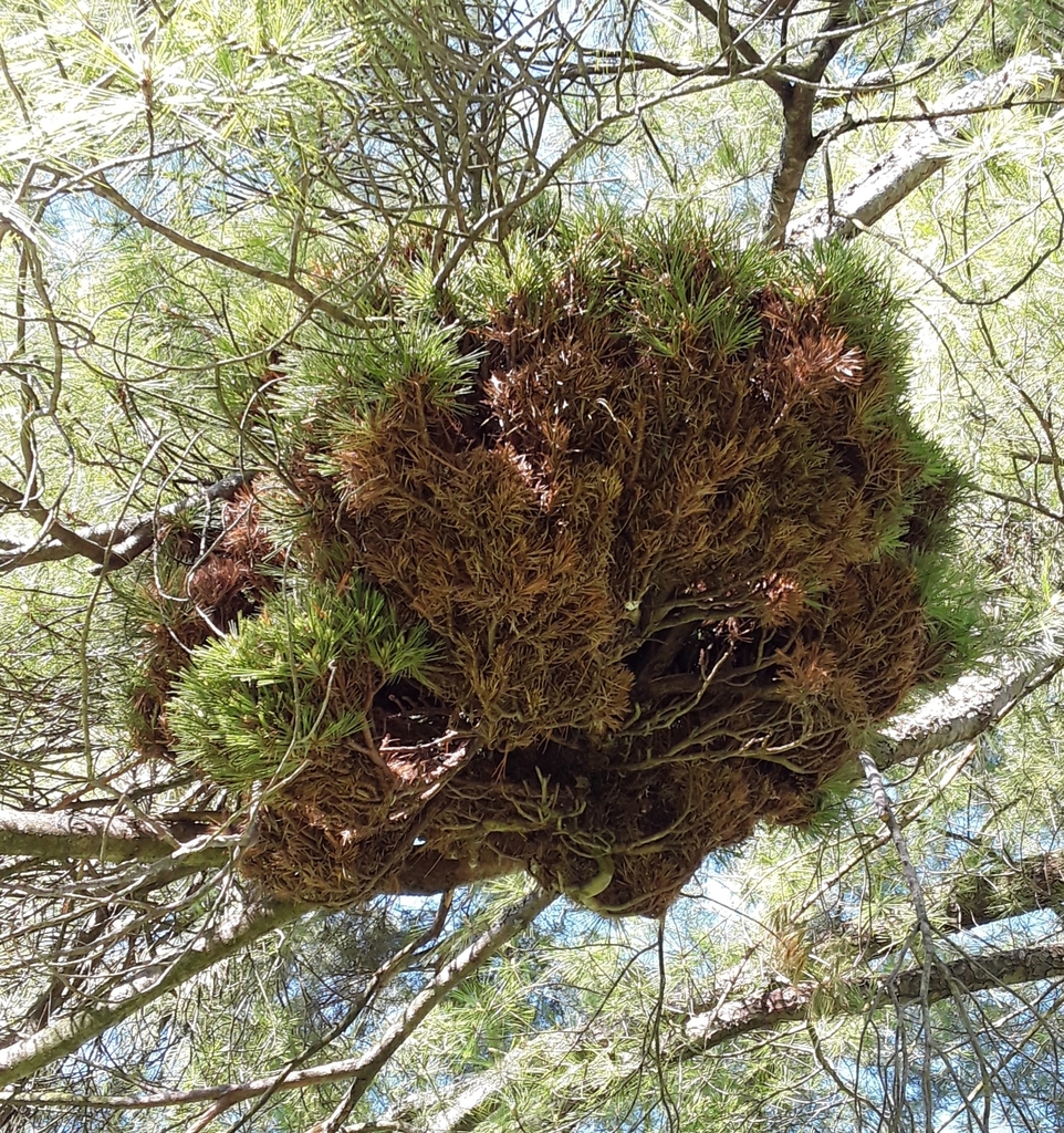 Pine Witches' Broom Phytoplasma from New Augusta, IN 46278, États-Unis ...