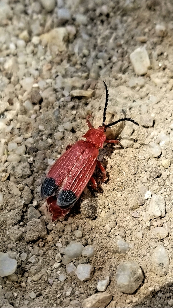 Bloody net-winged beetle from Sierra Vista Southeast, AZ, USA on May 8 ...