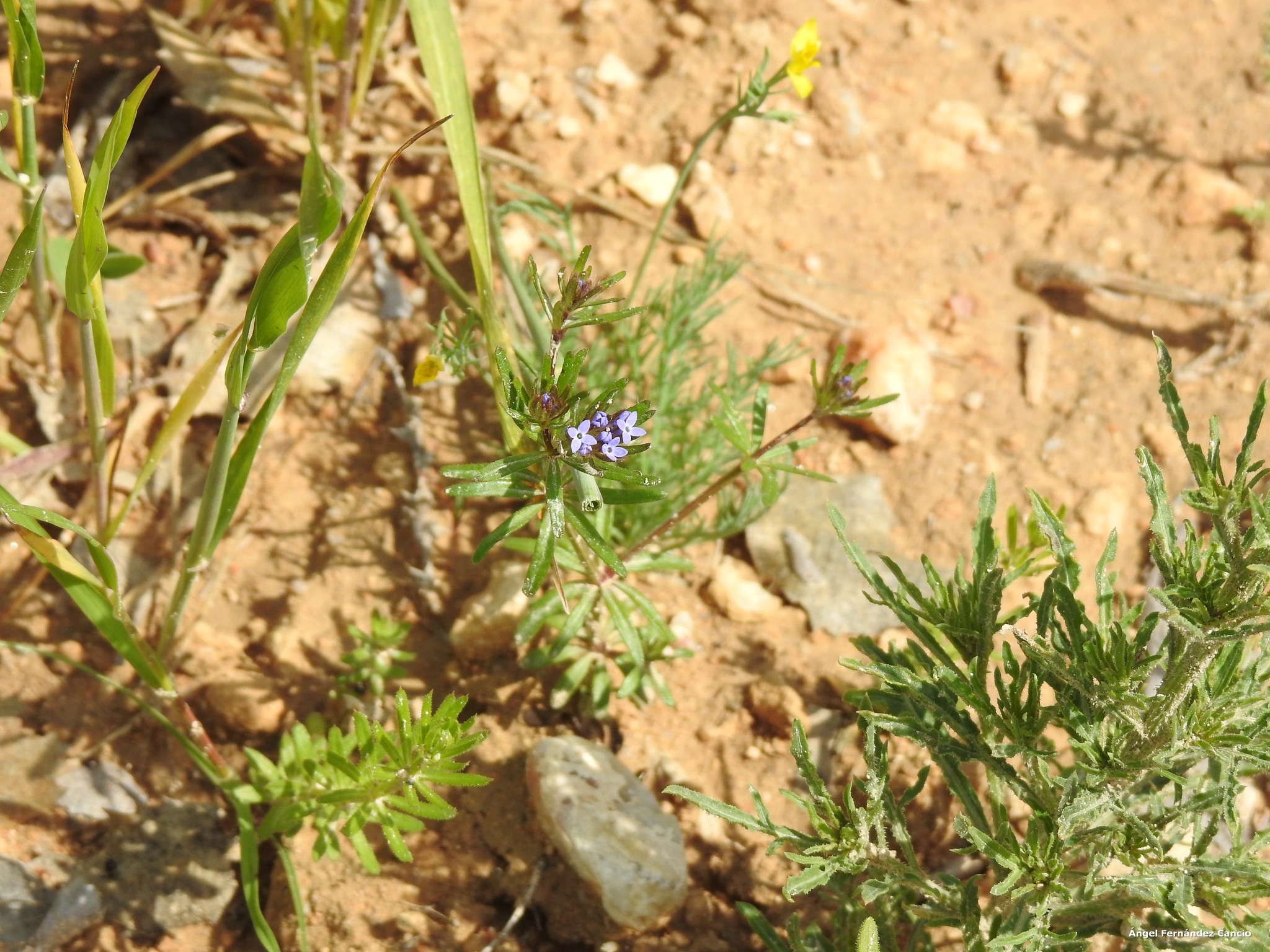Asperula arvensis L.