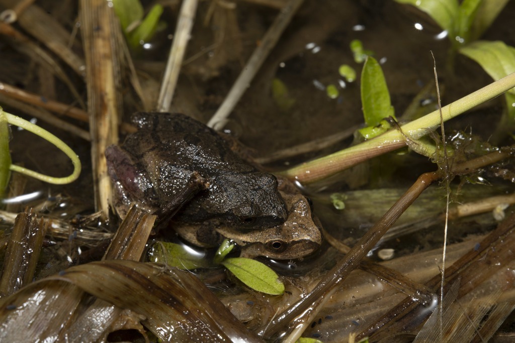 Spring Peeper from Bayside, WI 53217, USA on May 7, 2022 at 09:49 AM by ...