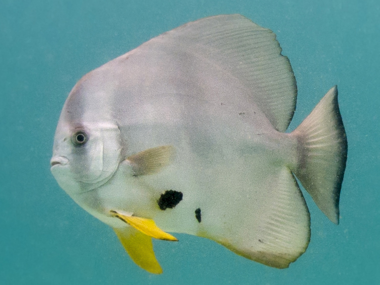 Spadefishes (Ephippidae) - Marine Life Identification
