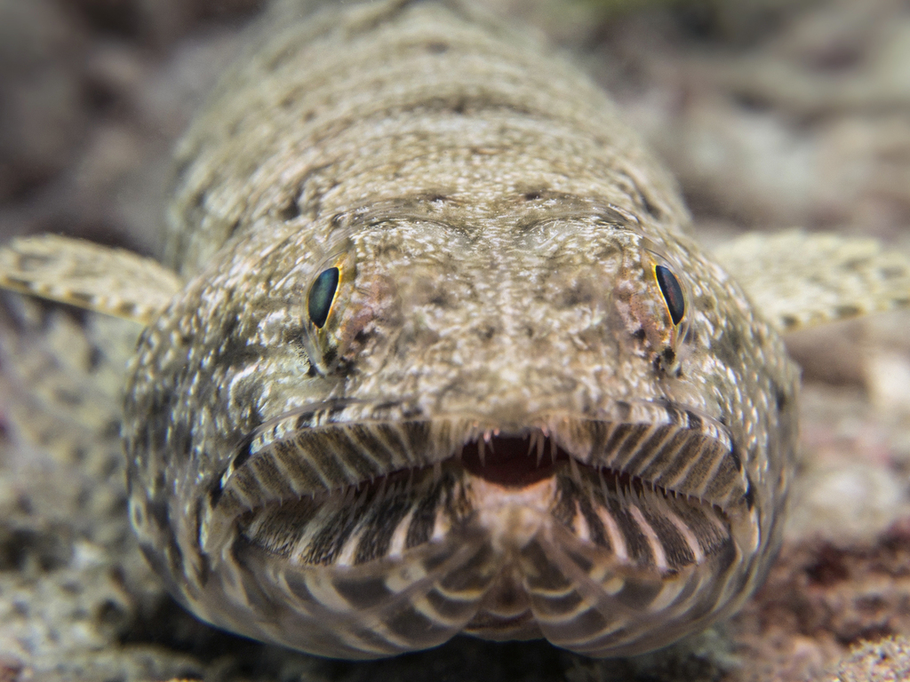 Lizardfishes (Synodontidae) - Marine Life Identification