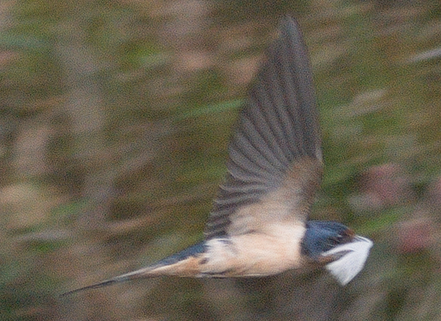 Barn Swallow from Sussex County, DE, USA on May 5, 2022 at 09:28 AM by ...