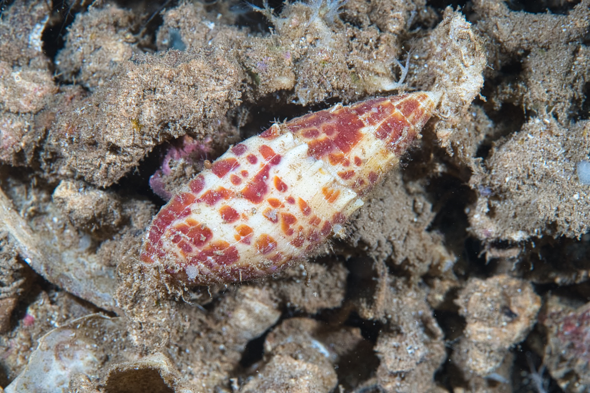 Mitra papalis (Linnaeus, 1758)