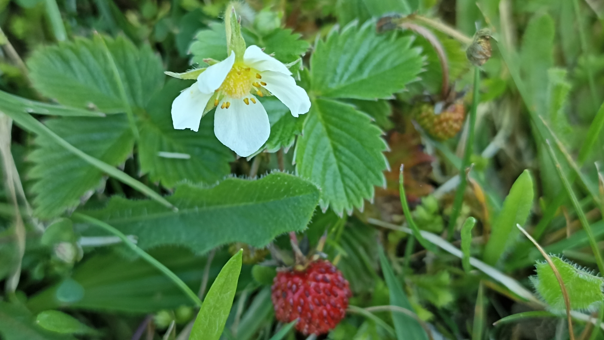Fragaria vesca subsp. vesca