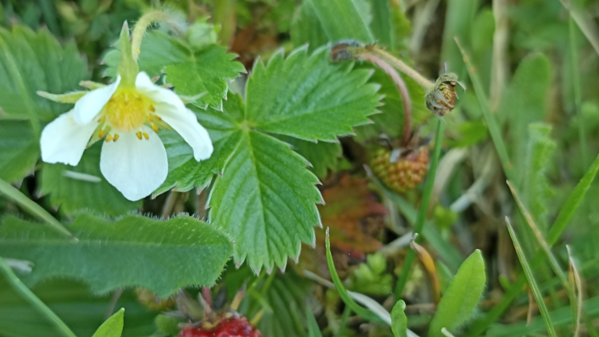 Fragaria vesca subsp. vesca
