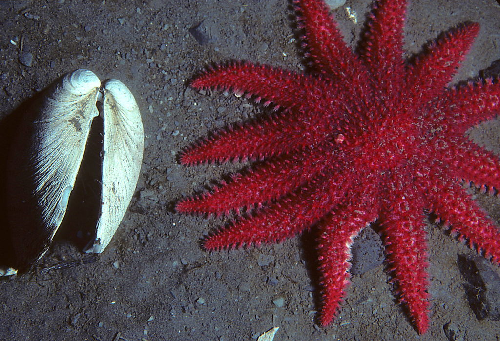 Common Sun Star (North Atlantic Echinoderms) · iNaturalist