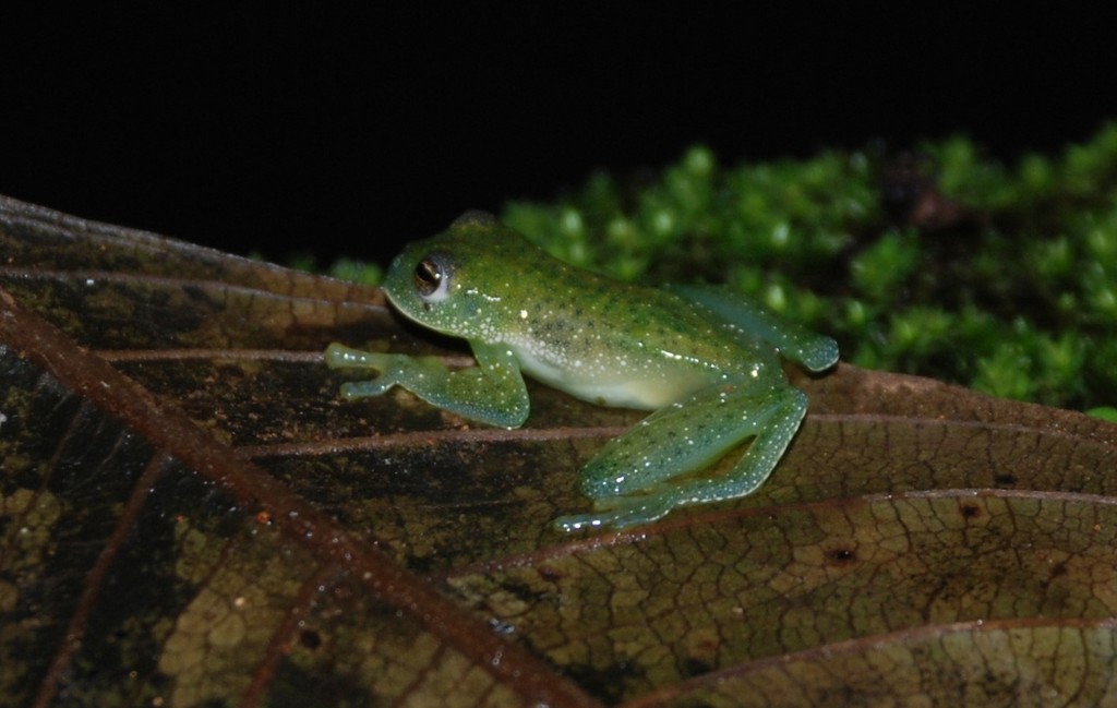 Savage's Cochran Frog in September 2007 by Juan Manuel de Roux ...