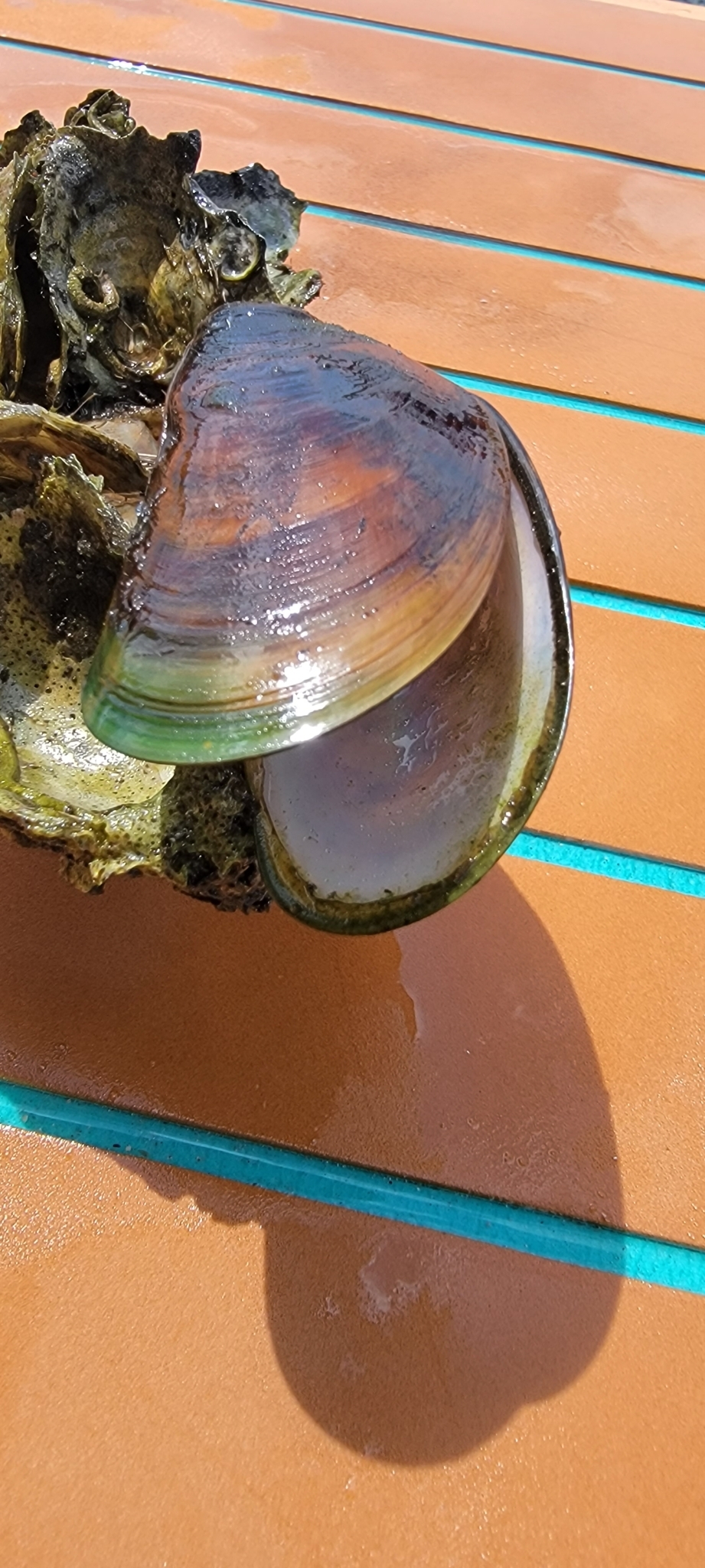 Perna viridis (Linnaeus, 1758)