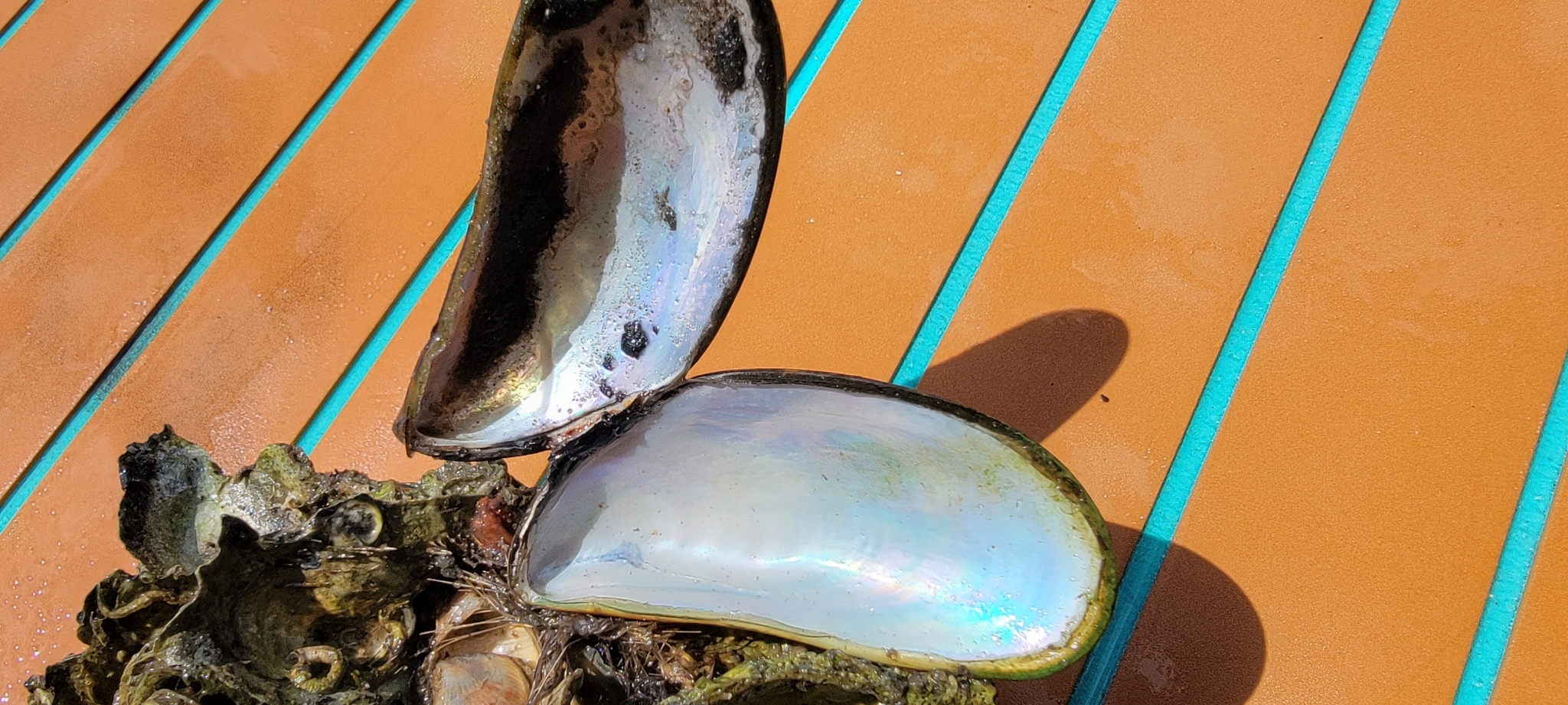 Perna viridis (Linnaeus, 1758)