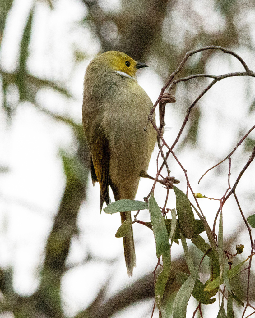 White-plumed Honeyeater from Gerang Gerung VIC 3418, Australia on April ...