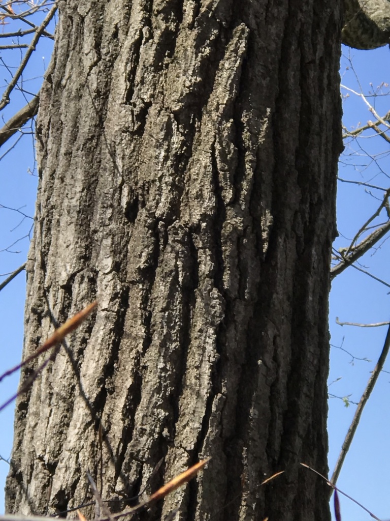northern pin oak from Lammers Rd, Delton, MI, US on May 7, 2022 at 12: ...