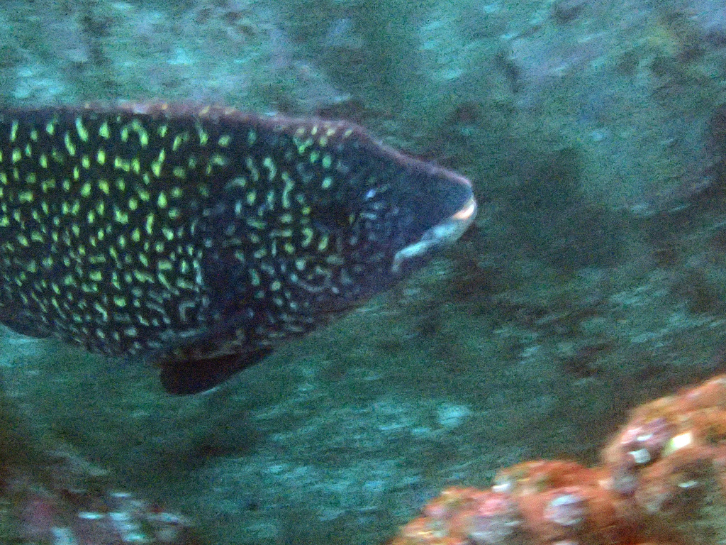 Pacific beakfish from Punta Vicente Roca, Ecuador on May 19, 2017 at 04 ...