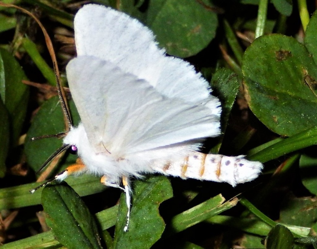 Fall Webworm Moth from Schuyler County, NY, USA on June 11, 2018 at 10: ...