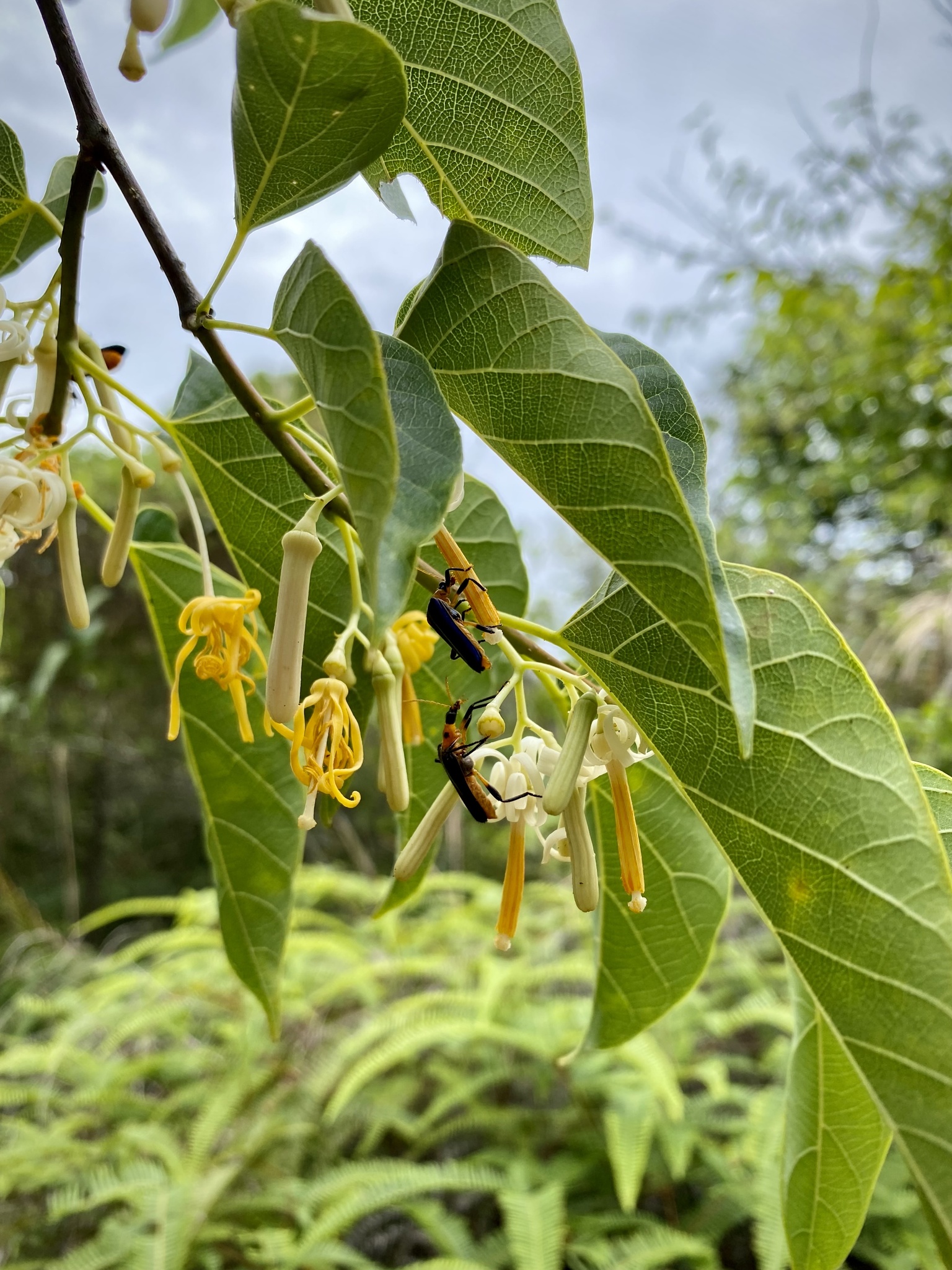 Alangium chinense (Lour.) Harms