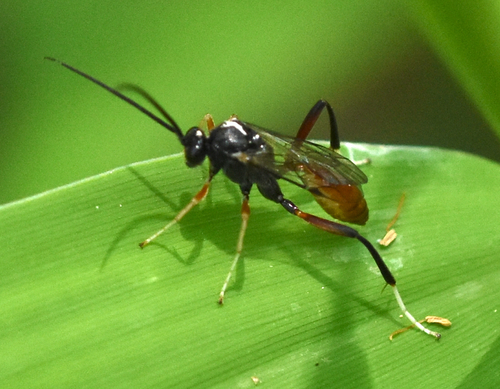 Trychosis similis · iNaturalist