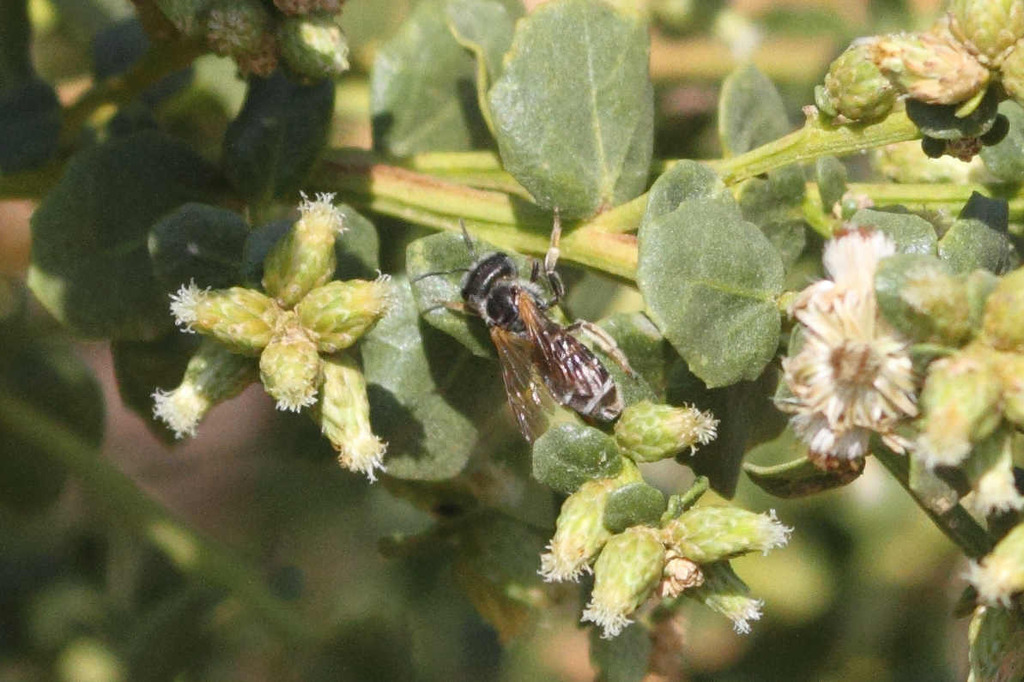 Ligated Furrow Bee from Wilton, CA on October 30, 2012 by L Pittman ...