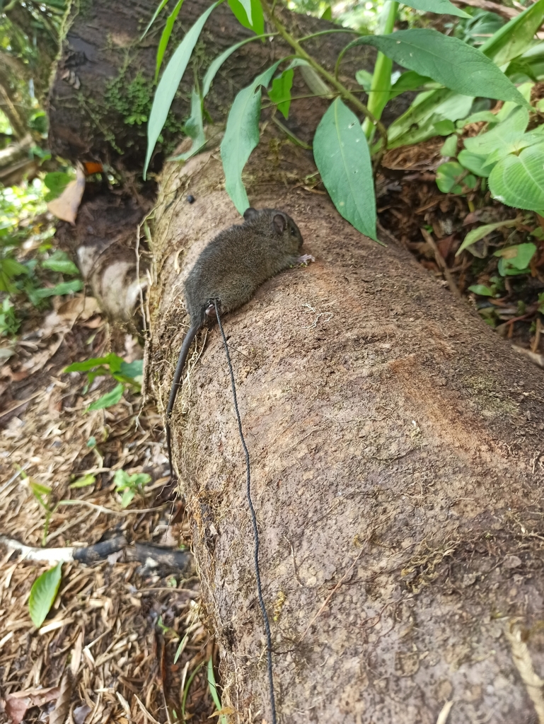 Western Amazonian Water Rat from Mera, EC-PA, EC on April 23, 2022 at ...