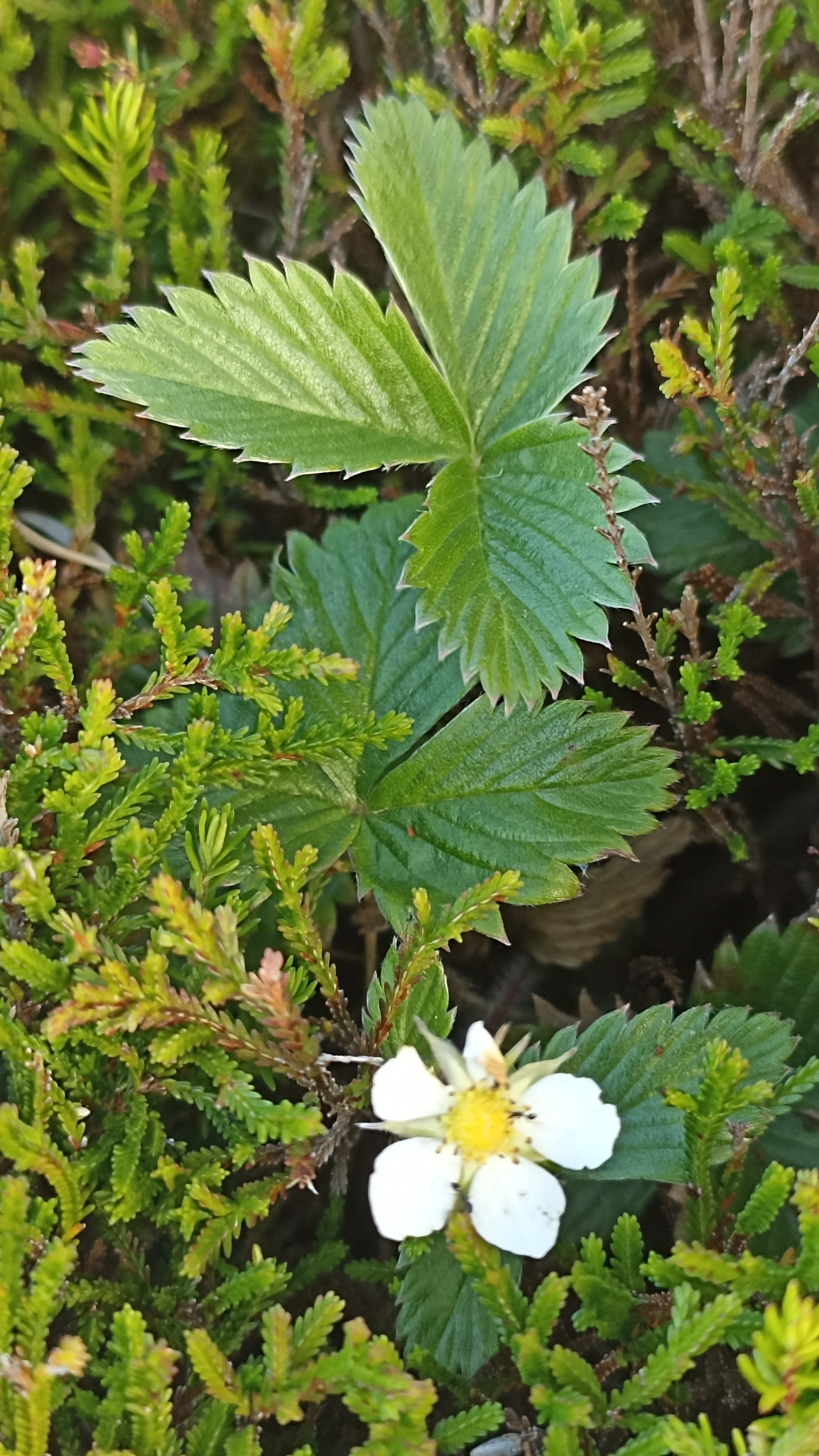 Fragaria vesca subsp. vesca