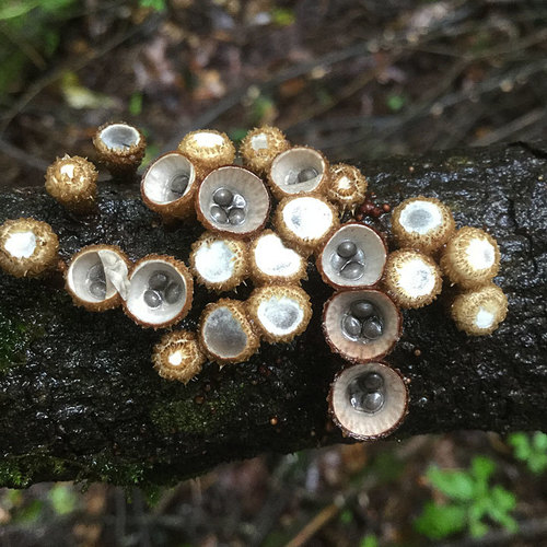 Cyathus annulatus · iNaturalist