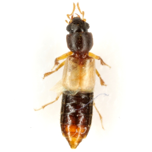 Bledius emarginatus · NaturaLista Colombia