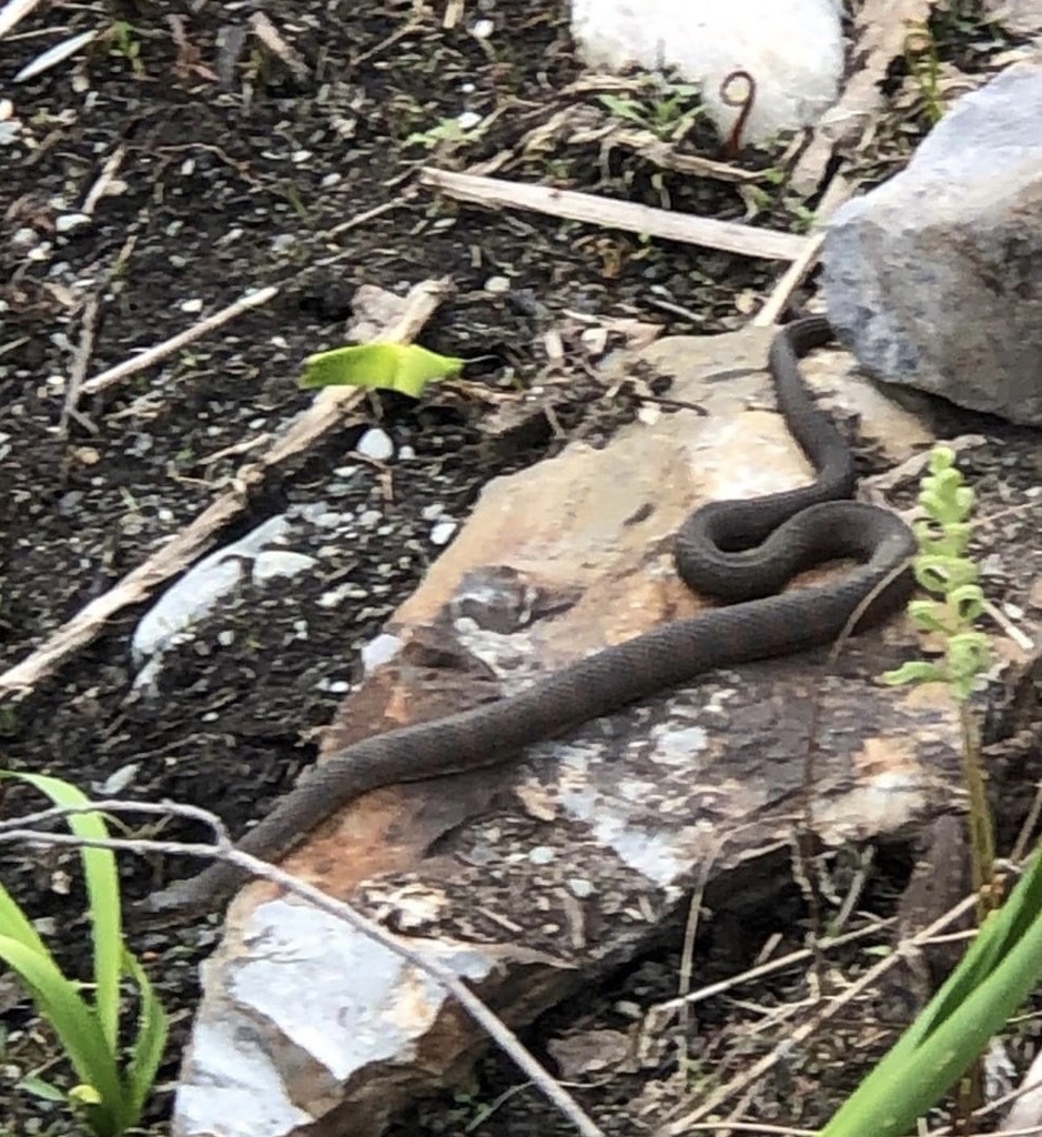 Northern Watersnake from Stissing Pond, Pine Plains, NY, US on May 8 ...
