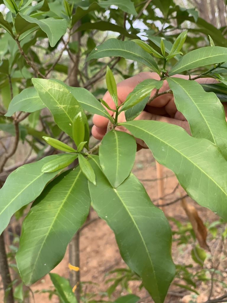 Red peroba in April 2022 by ddavilareyes · iNaturalist