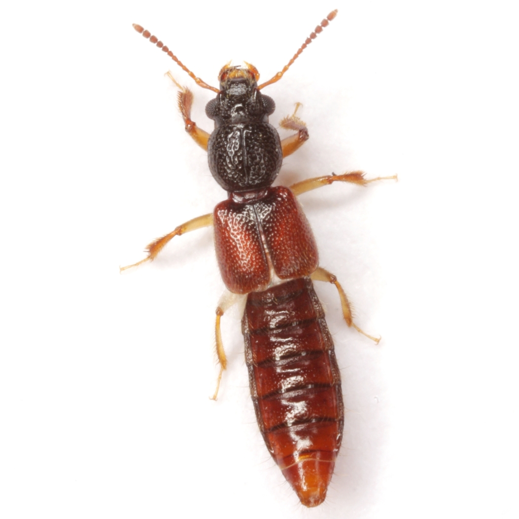 Bledius (Coleoptera (beetles) of the British Indian Ocean Territory ...