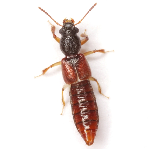 Genus Bledius · iNaturalist United Kingdom