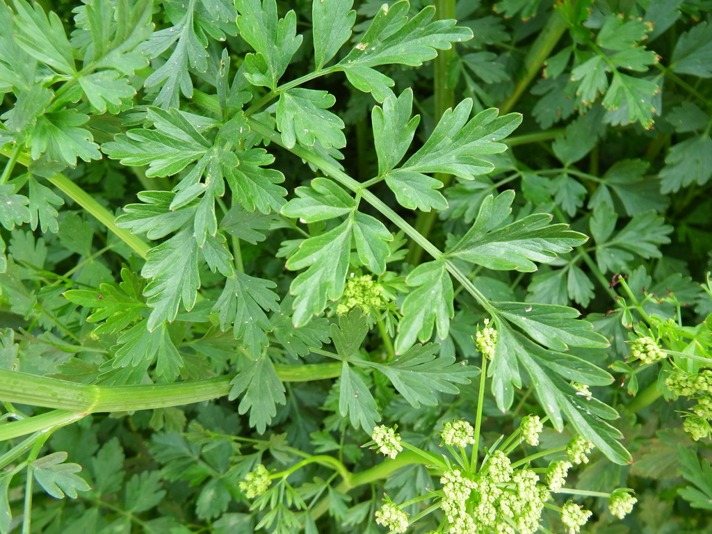 Fool's parsley (Aethusa cynapium) - Botanical Realm