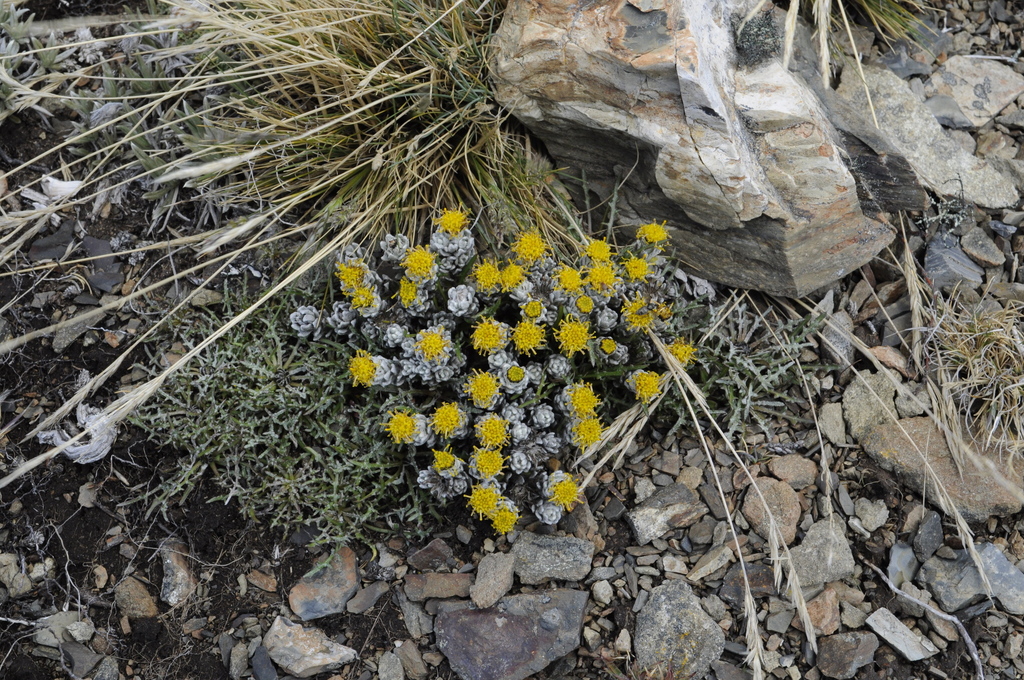 Senecio humifusus from Isla Navarino, Chile on December 14, 2014 at 11: ...