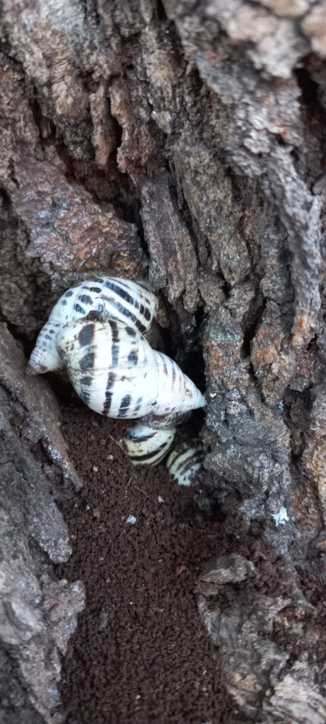 Drymaeus poecilus from 4400, Salta, Argentina on May 2, 2022 by Fede y ...