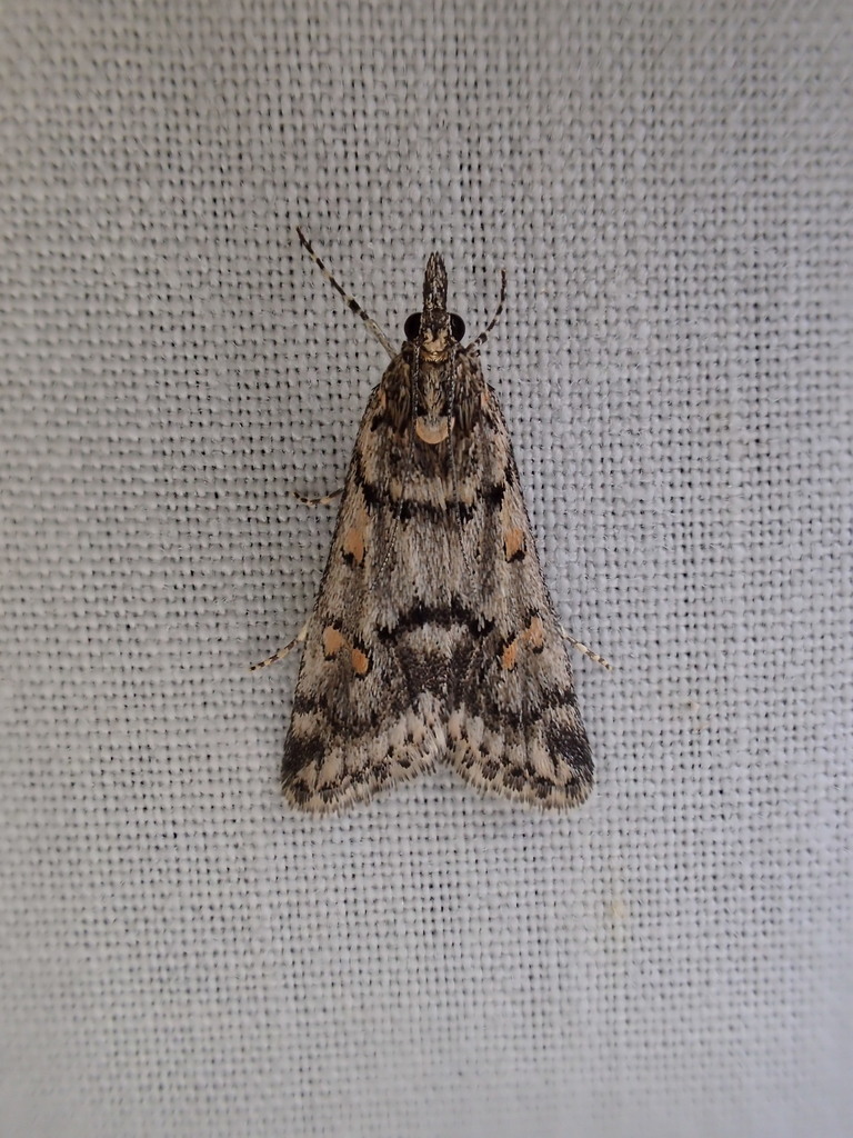 Moss-eating Crambid Snout Moths from 30km E by N of Swan Reach, S. AUST ...