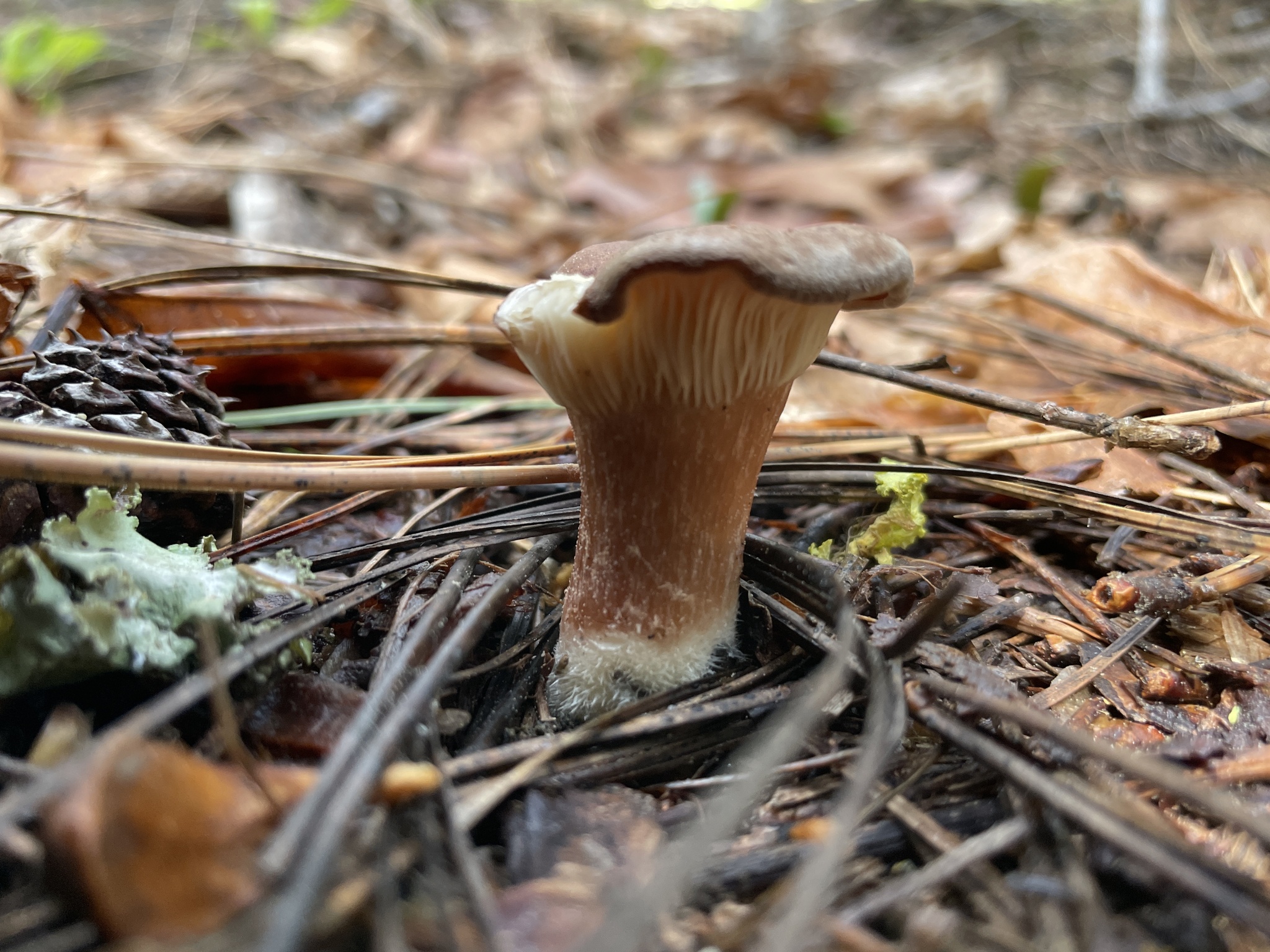 Clitocybe squamulosa (Pers.) P.Kumm.