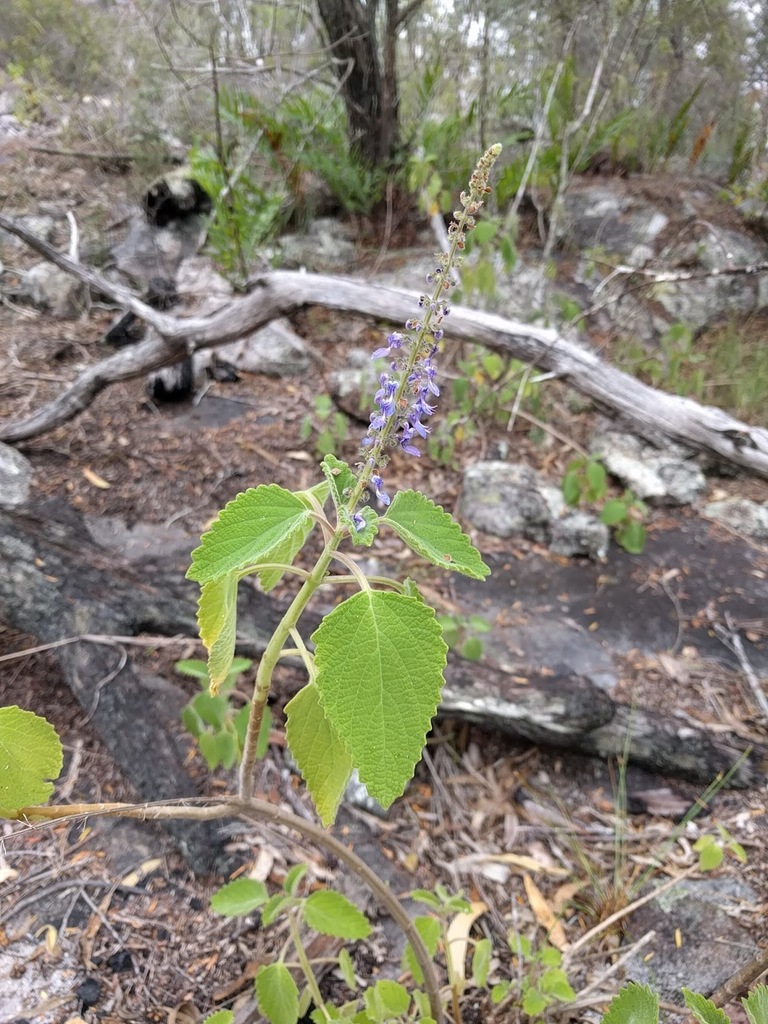 Native Coleus from Unnamed Road, Mount Urah QLD 4650, Australia on ...