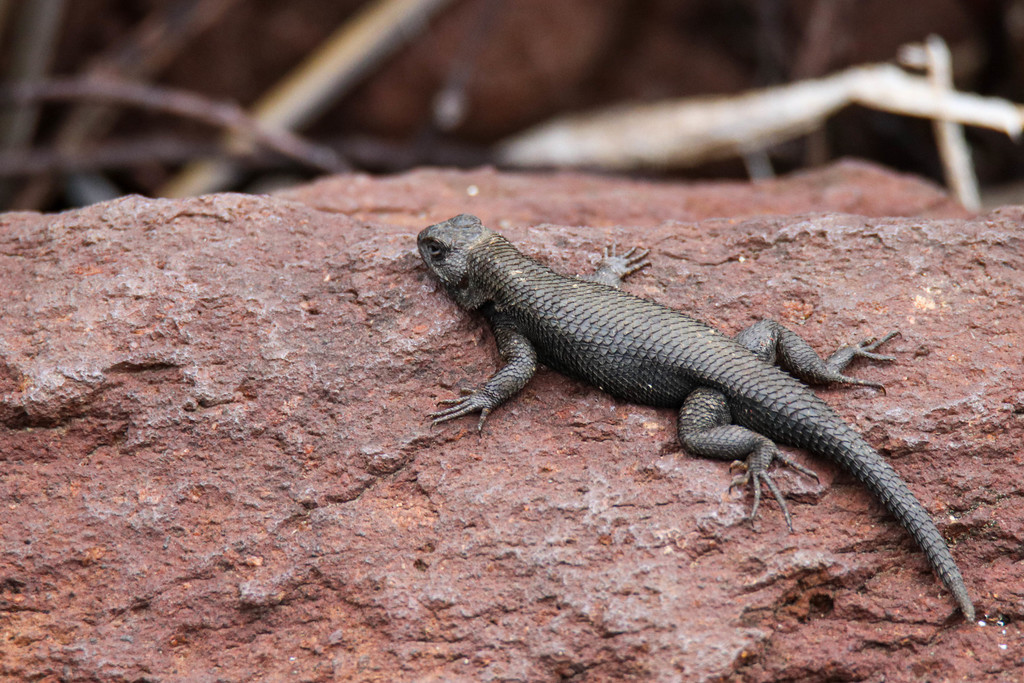 Western Fence Lizard from Lake County, CA, USA on May 06, 2022 at 12:33 ...
